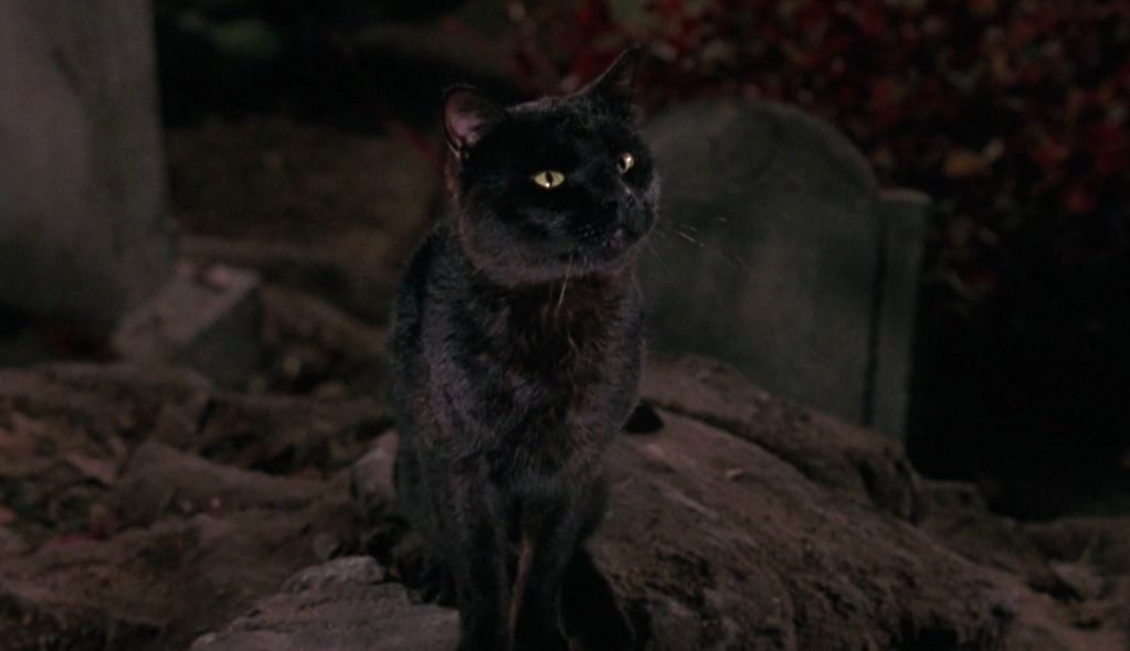 ¿Qué pasó con el gato Binx en Hocus Pocus? – SAIDDCRUZ